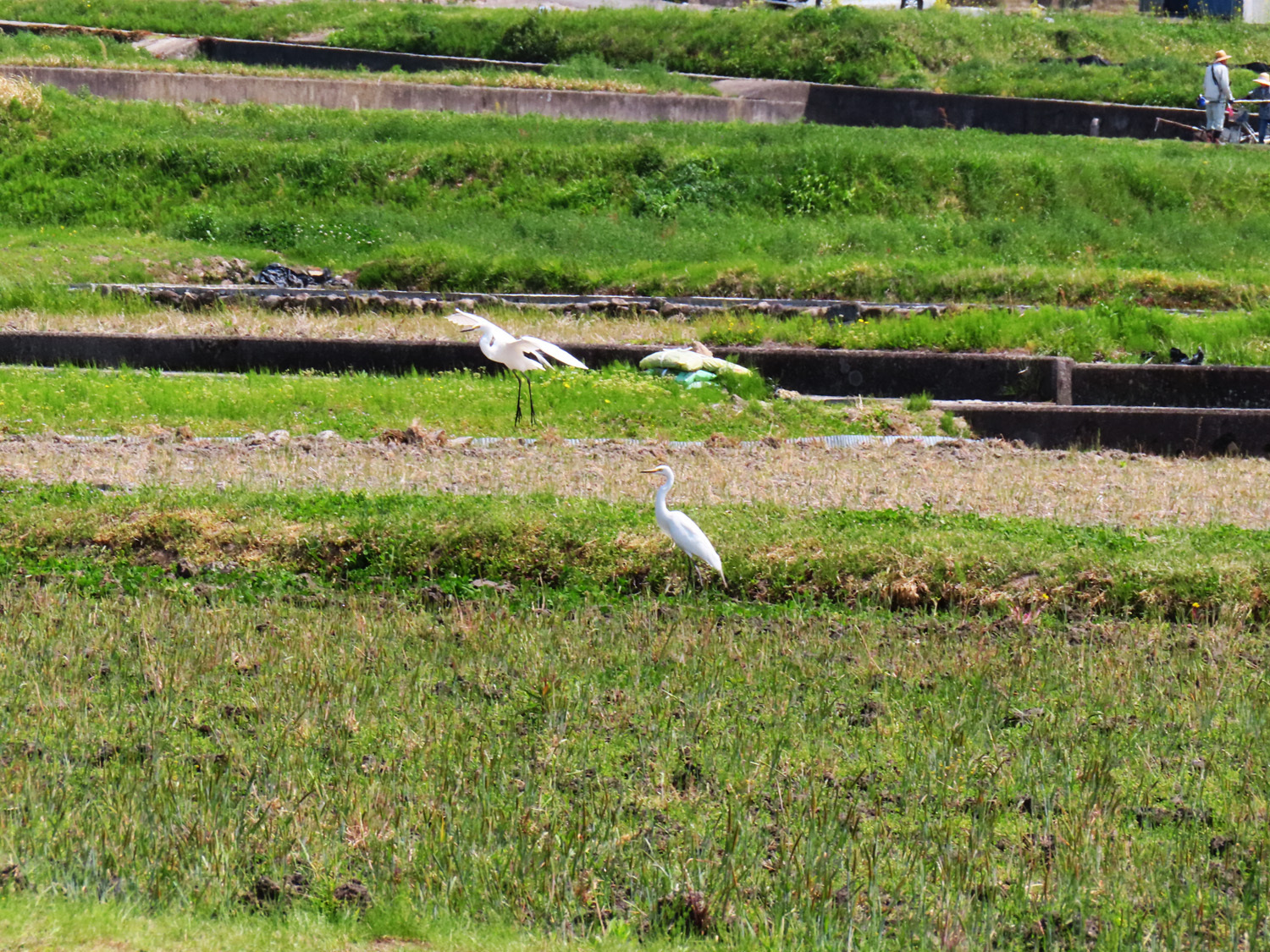 初夏!! 山田の里: てくてくの撮り歩記