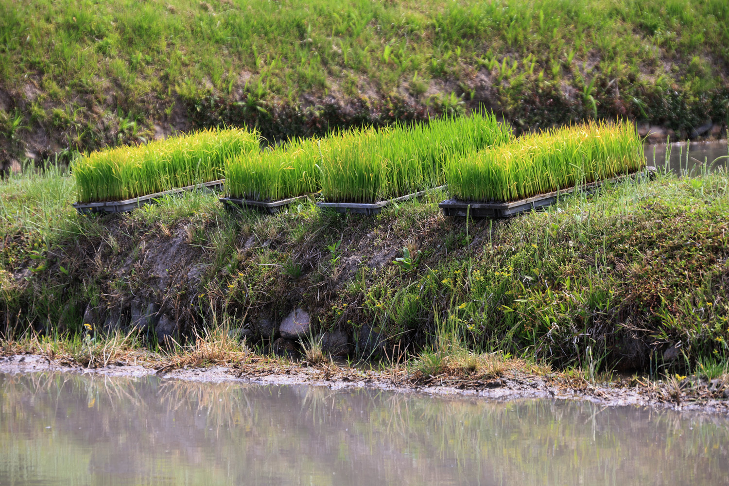 山田の里 5月の〆: てくてくの撮り歩記