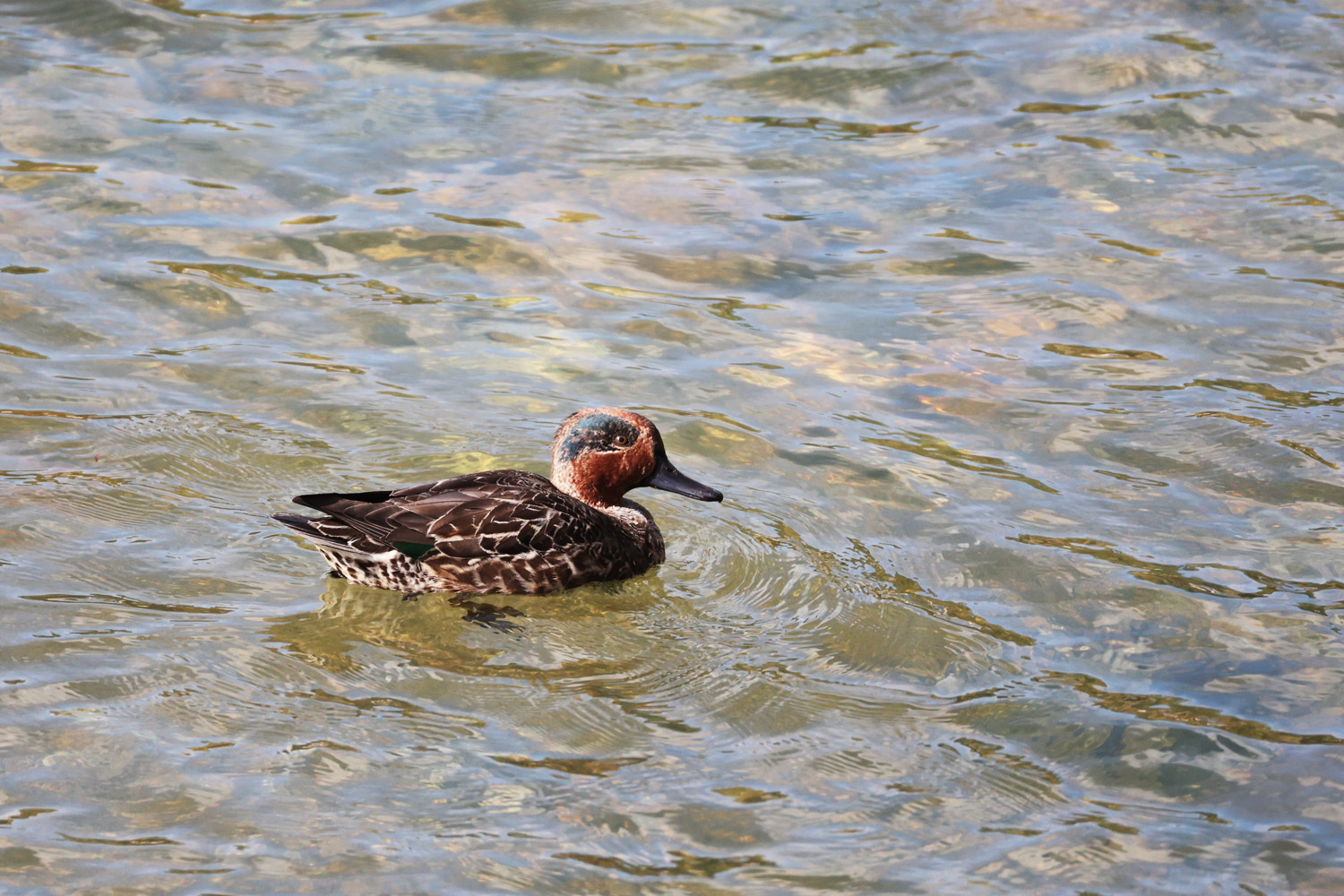 R6 & RF200-800でトリくん撮り: てくてくの撮り歩記