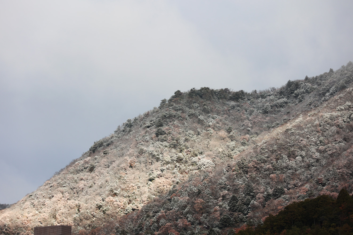 速報 山田の里にも雪が来た!: てくてくの撮り歩記