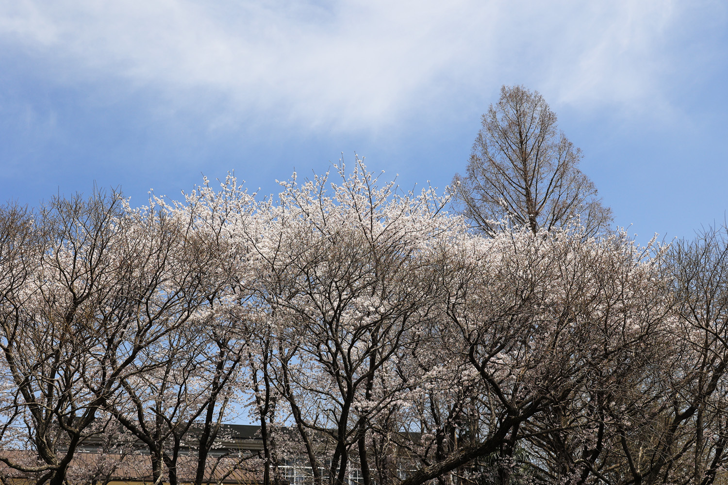 北摂・三田を歩く (三田町・屋敷町): てくてくの撮り歩記